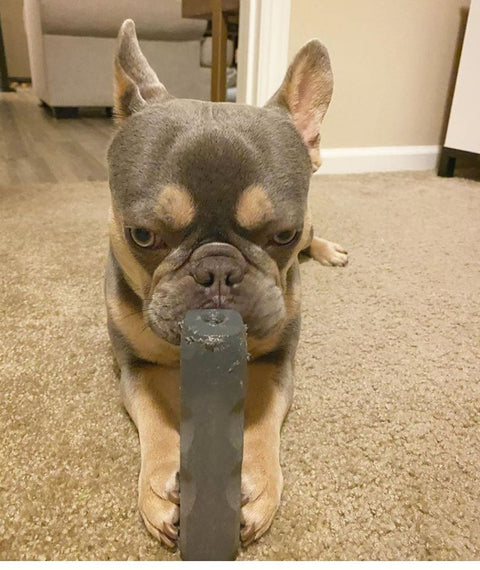 Indestructibone - Professional Grade Chew Toys