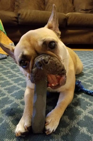 Indestructibone - Professional Grade Chew Toys